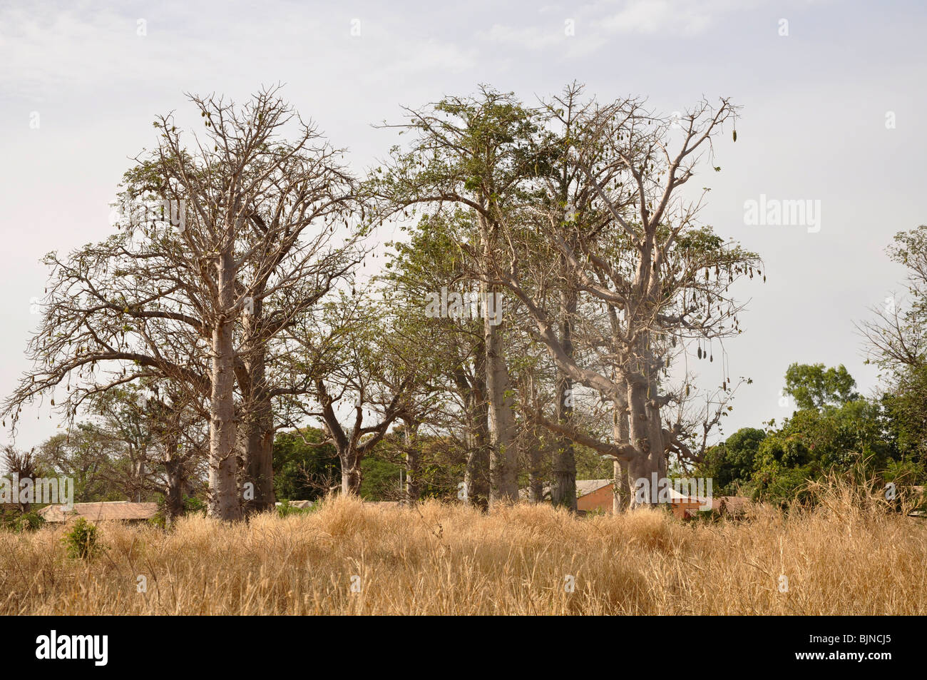 Endemic trees hi-res stock photography and images - Alamy