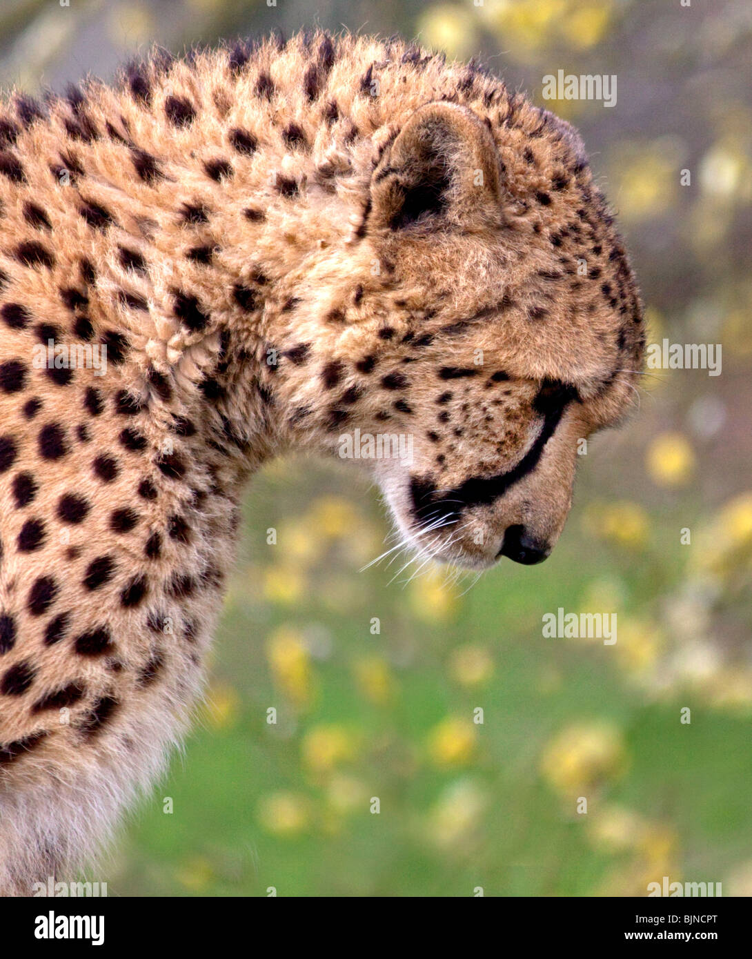 Cheetah (acinonyx jubatus Stock Photo - Alamy