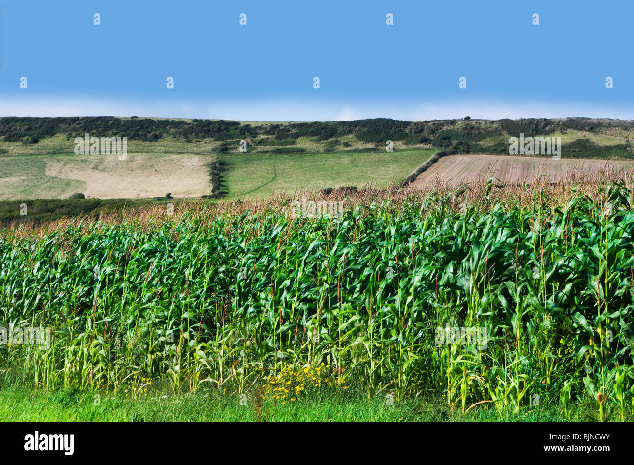 the view over dorset countryside from whiteways hill on army training ...