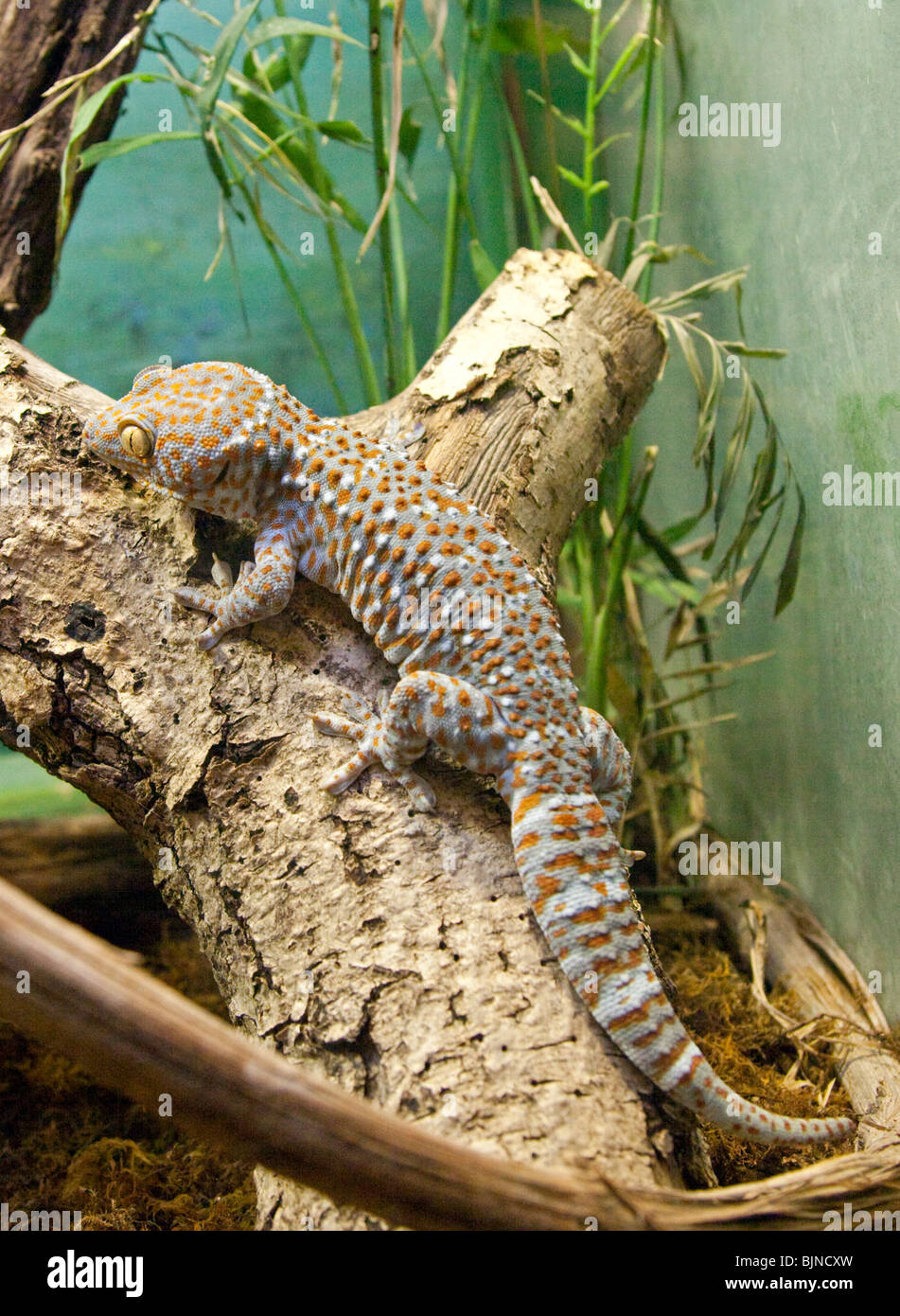 Tokay Gecko (gekko gecko Stock Photo - Alamy