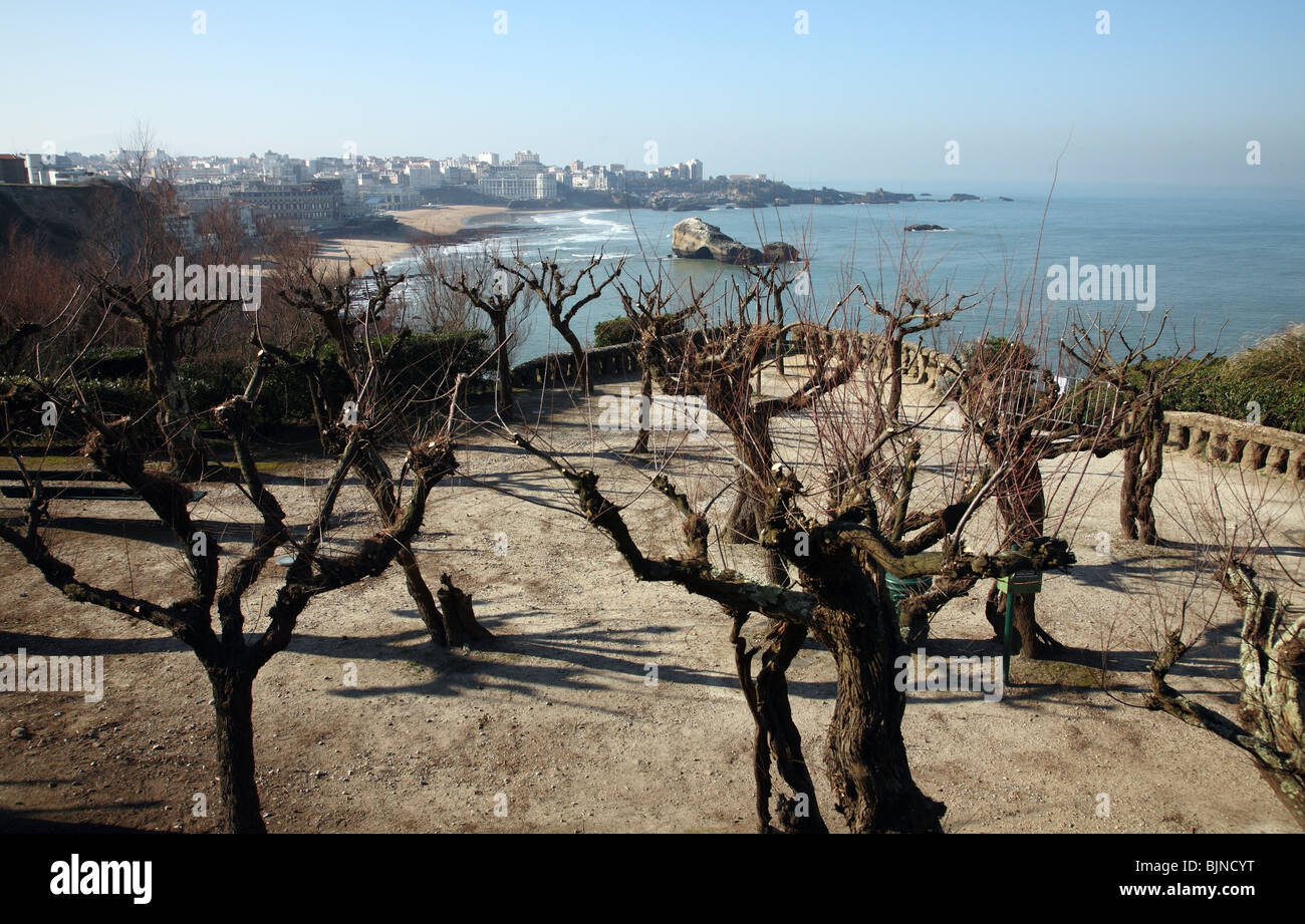 Tamarisk Trees Biarritz France Stock Photo - Alamy