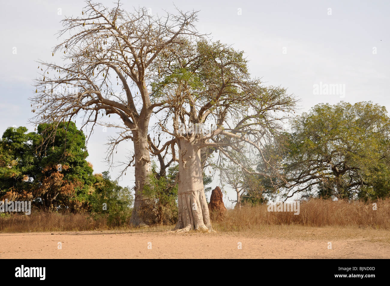 Baobab Trees Stock Photos & Baobab Trees Stock Images - Alamy