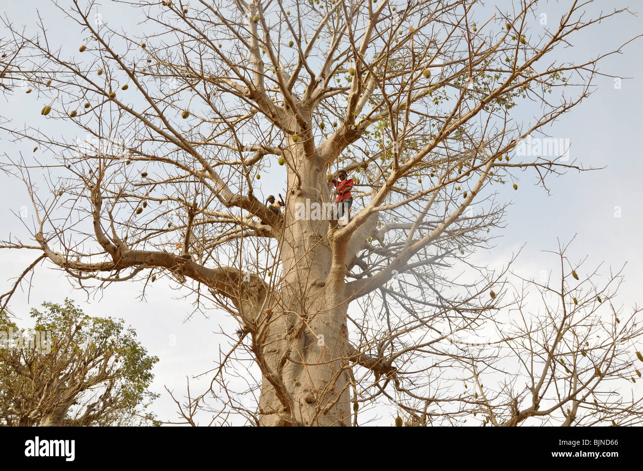 Baobab tree, The Gambia Stock Photo - Alamy
