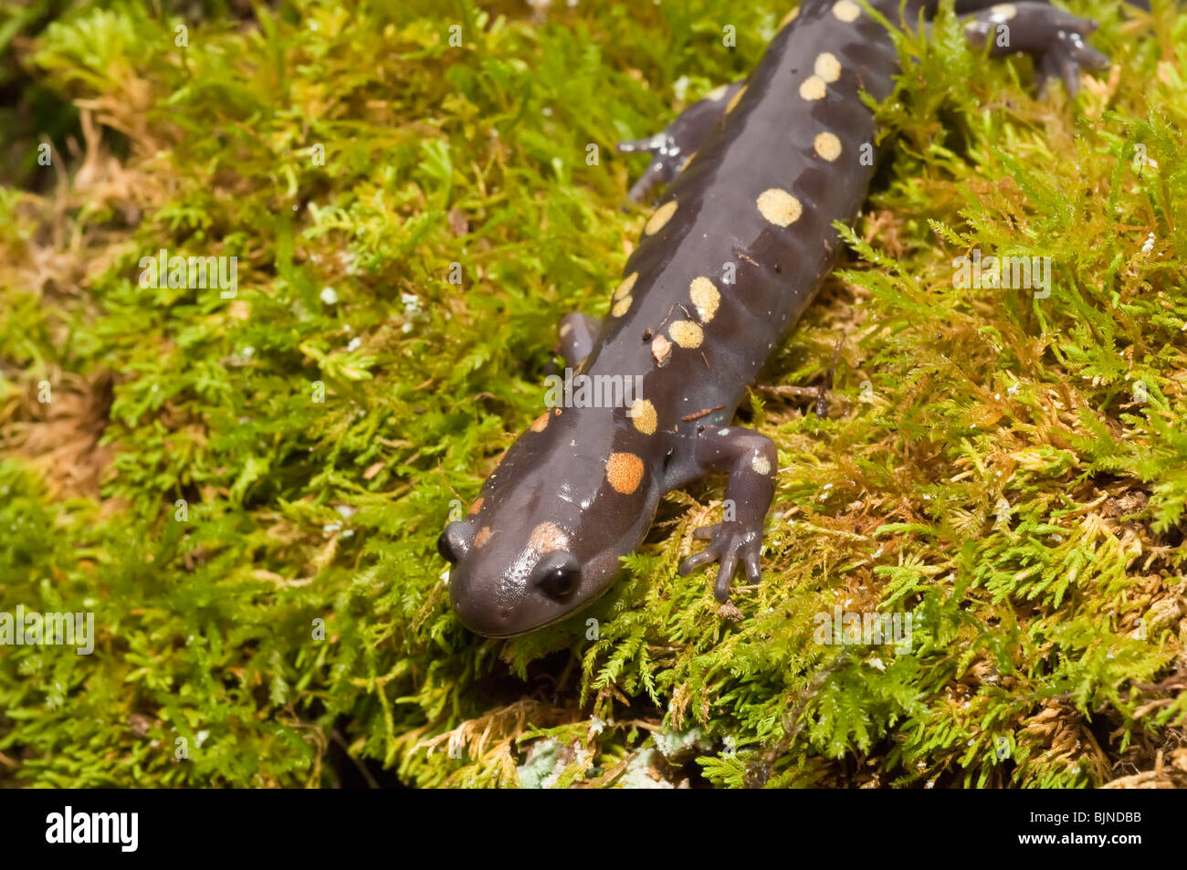 Yellow spotted salamander underground hi-res stock photography and ...