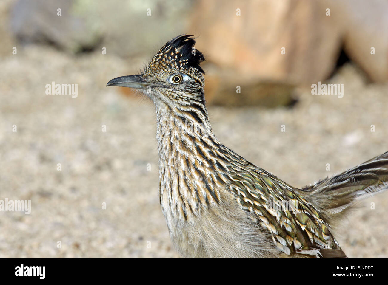 Adult roadrunner hi-res stock photography and images - Alamy