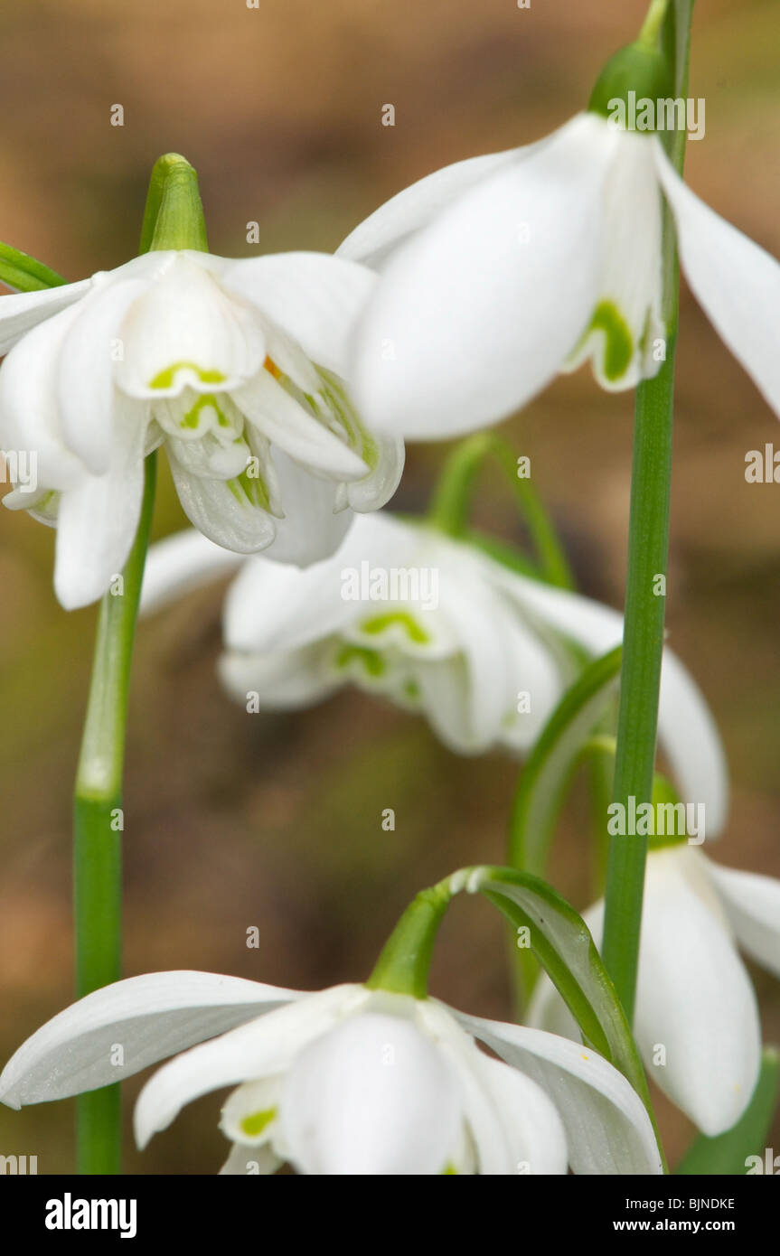 Wild snowdrops growing on the floor of a forest Stock Photo - Alamy