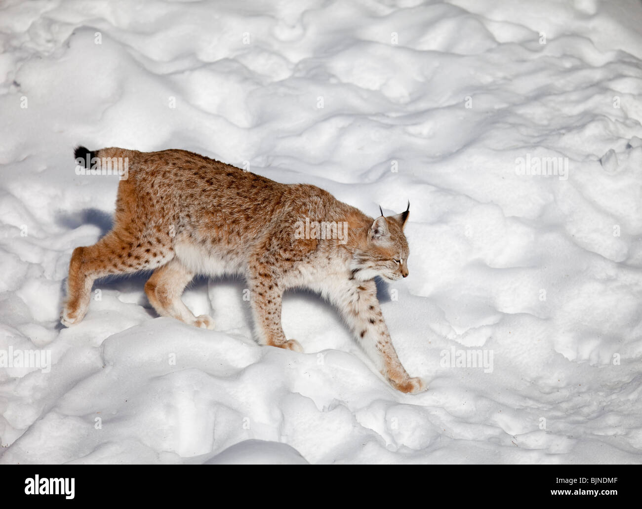 European ( Eurasian ) lynx ( Lynx Lynx ) walking on snow at Winter ...