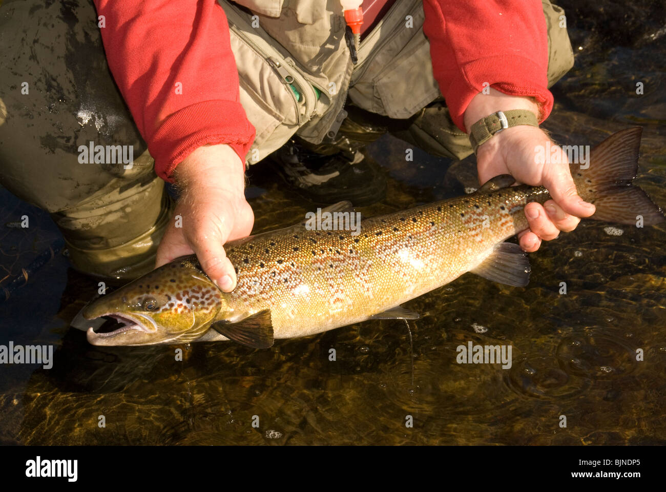 New Brunswick, Canada, Miramichi River fishing guide Rodney Colford ...