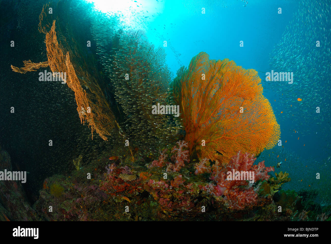 School of glassfish in the Similan Islands, Andaman Sea Stock Photo - Alamy