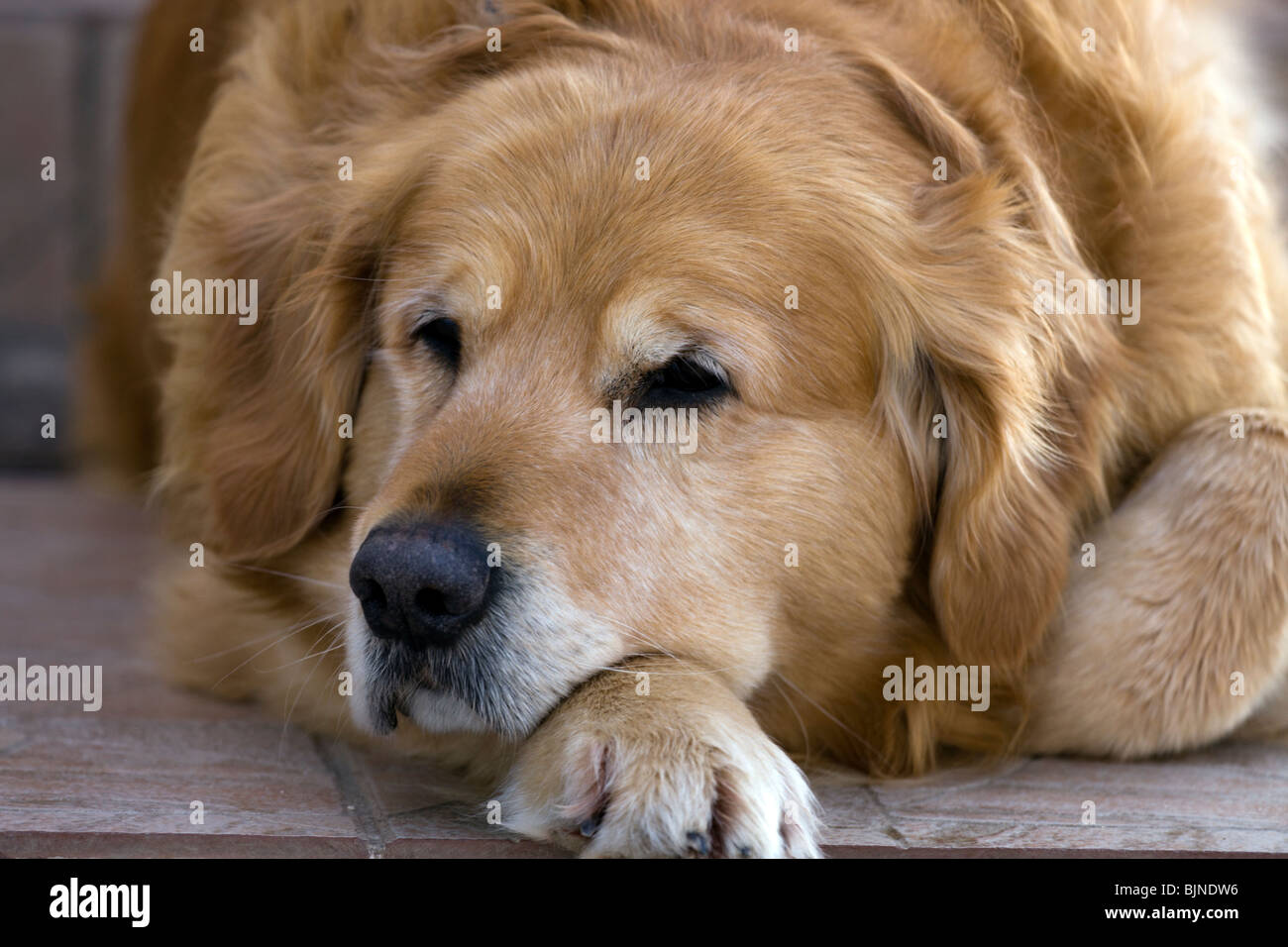 Tired golden retriever resting on the ground Stock Photo - Alamy