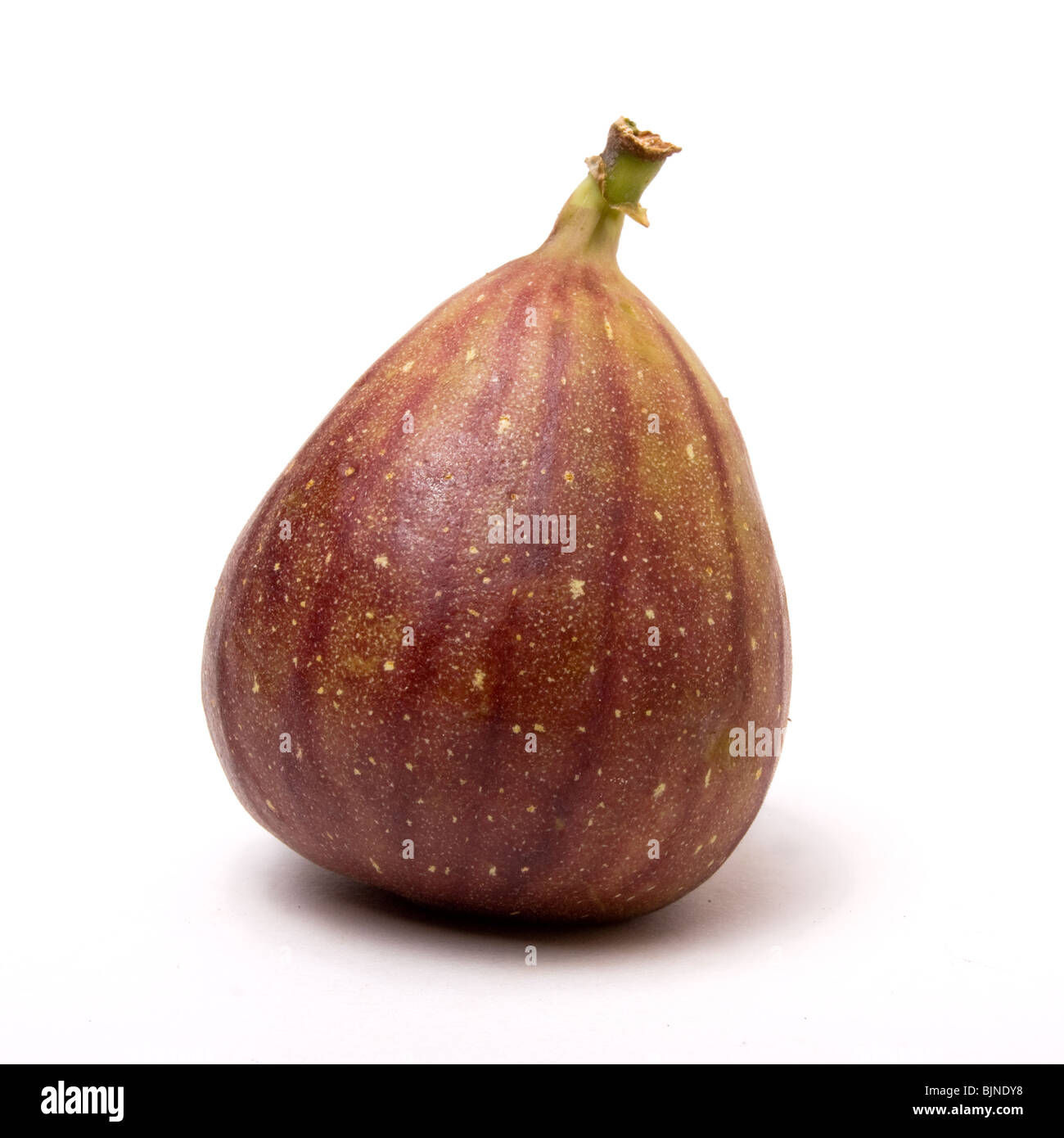 Single ripe fig from low viewpoint isolated against white background ...