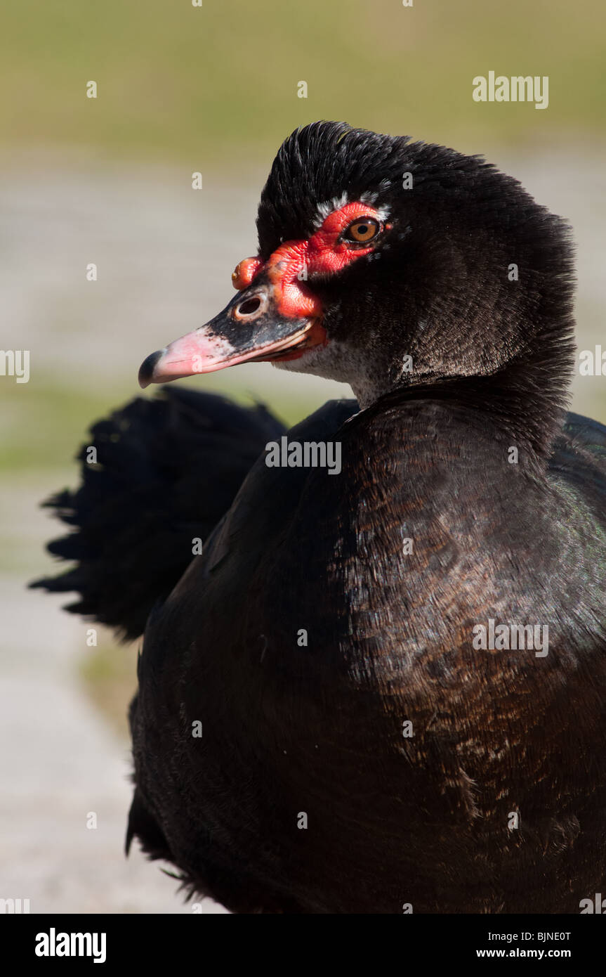 Duck side profile hi-res stock photography and images - Alamy