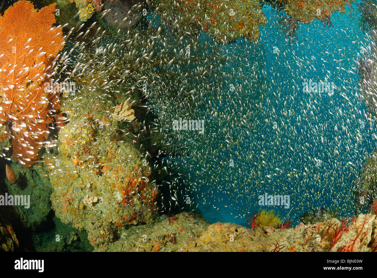 School Of Glassfish High Resolution Stock Photography and Images - Alamy