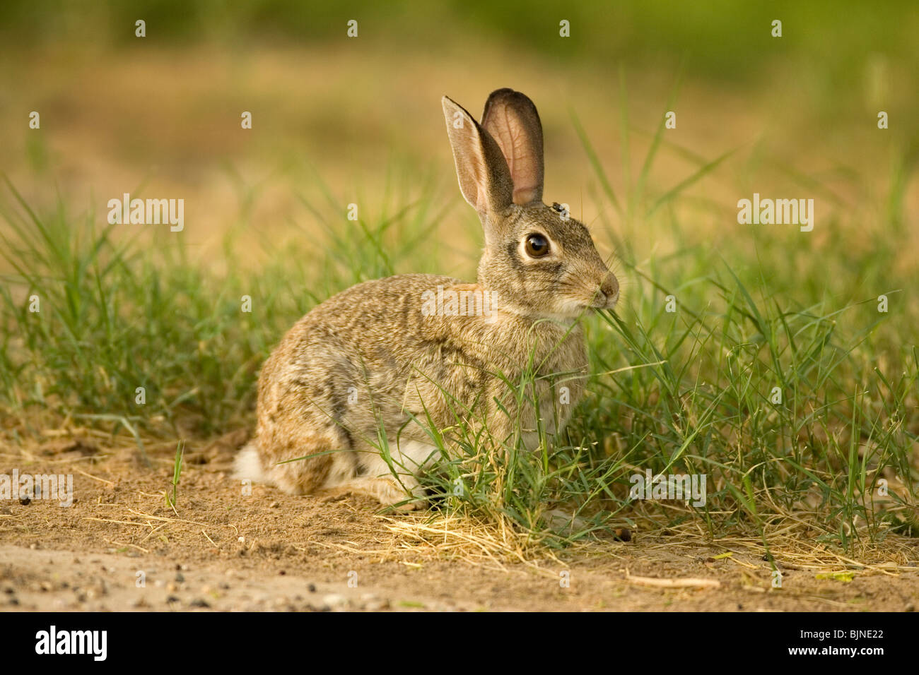 Cottontail hi-res stock photography and images - Alamy