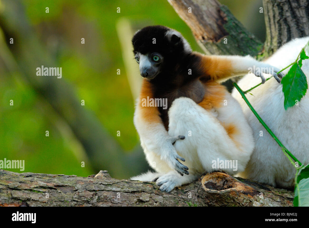Crowned sifaka Propithecus coronatus on a tree Stock Photo - Alamy