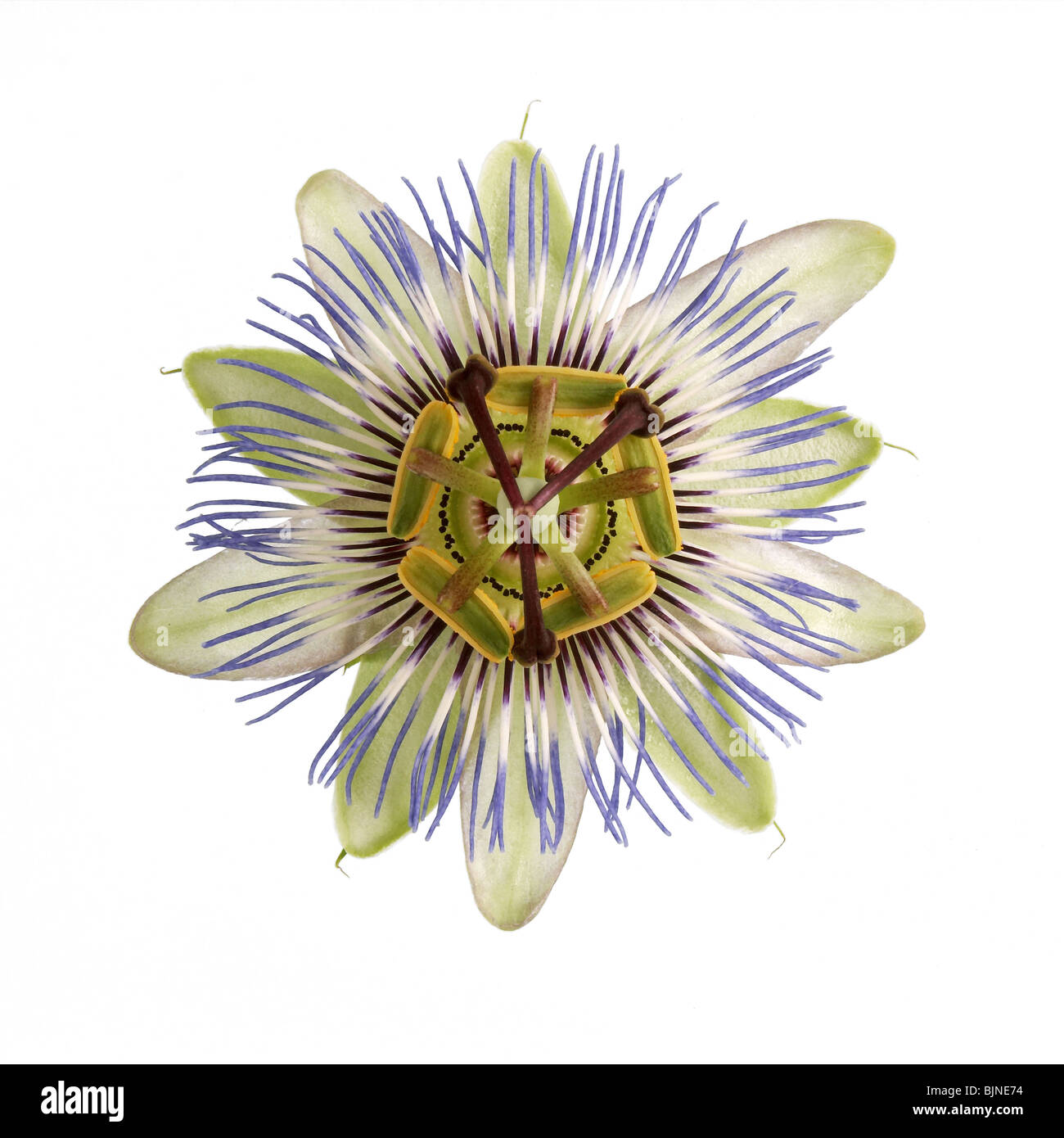 Edge of petals Cut Out Stock Images & Pictures - Alamy