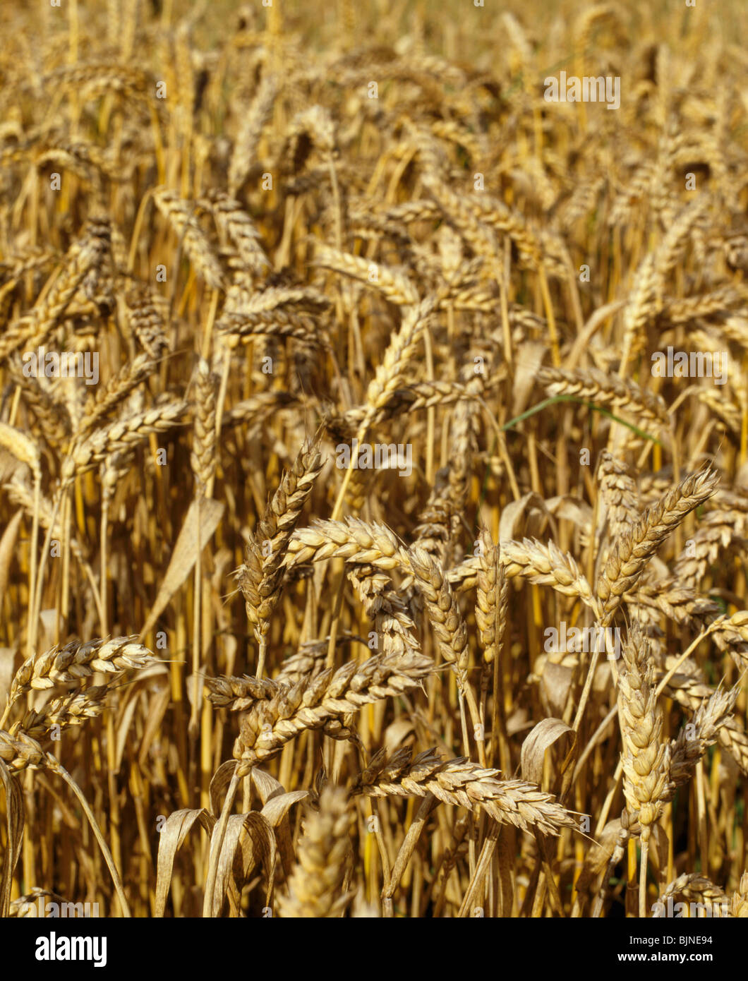 Wheat field ripe hi-res stock photography and images - Alamy