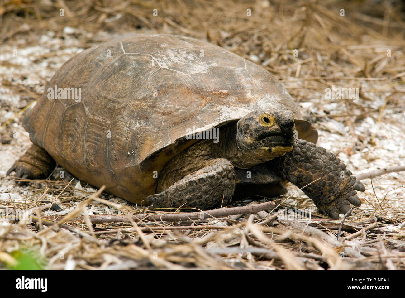 Florida turtle hi-res stock photography and images - Alamy