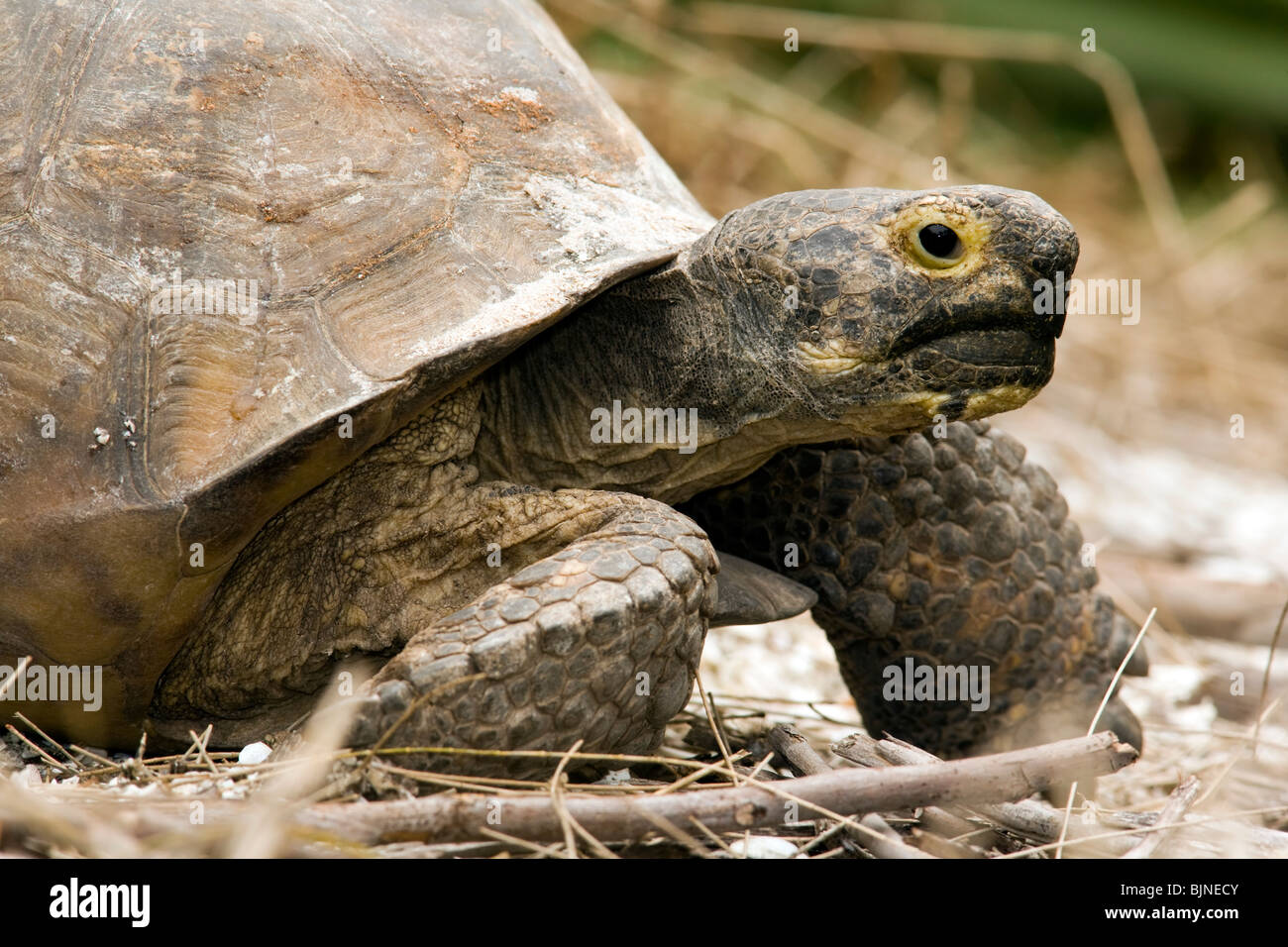 Florida turtle hi-res stock photography and images - Alamy