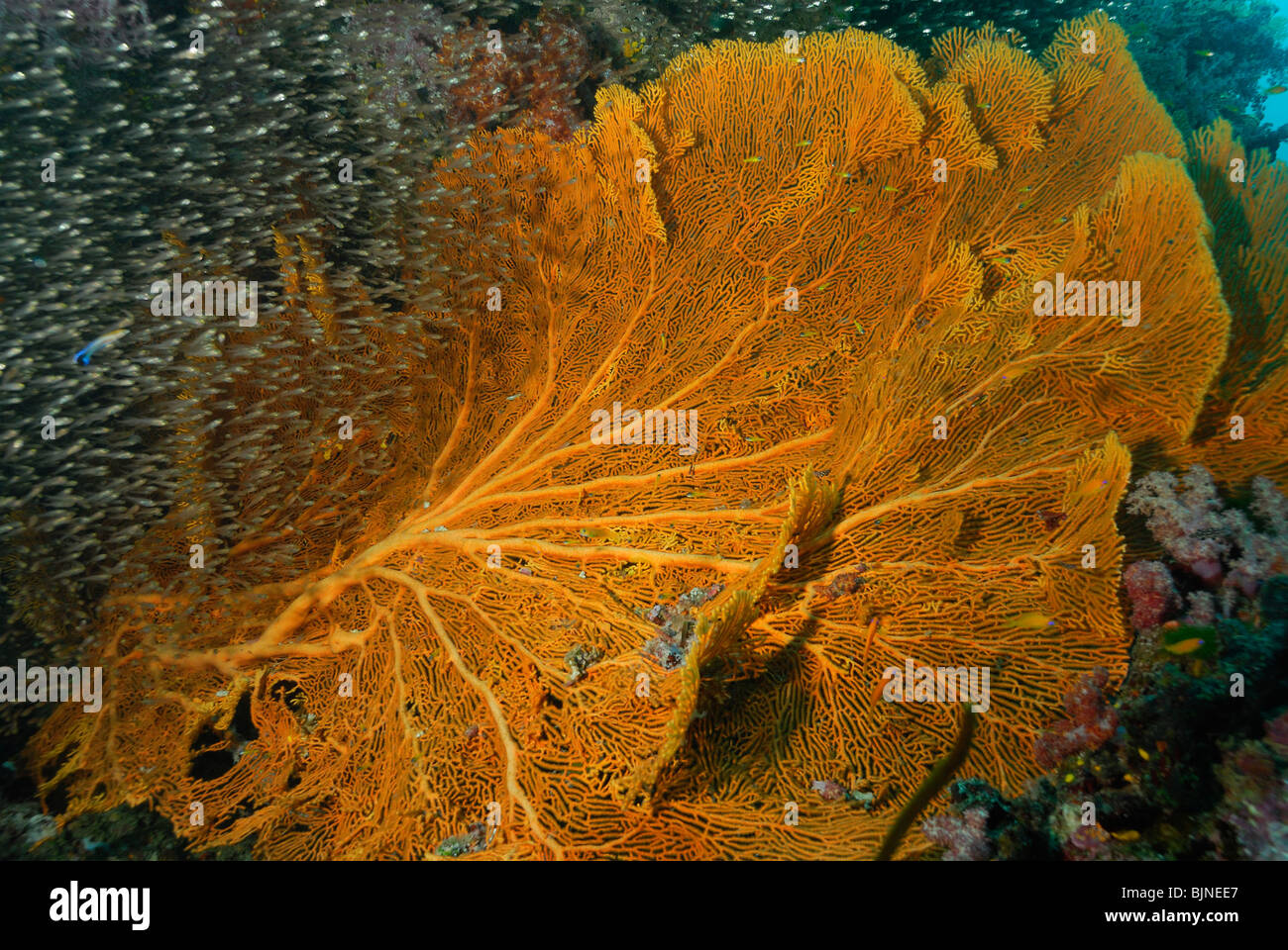 School of glassfish in the Similan Islands, Andaman Sea Stock Photo - Alamy