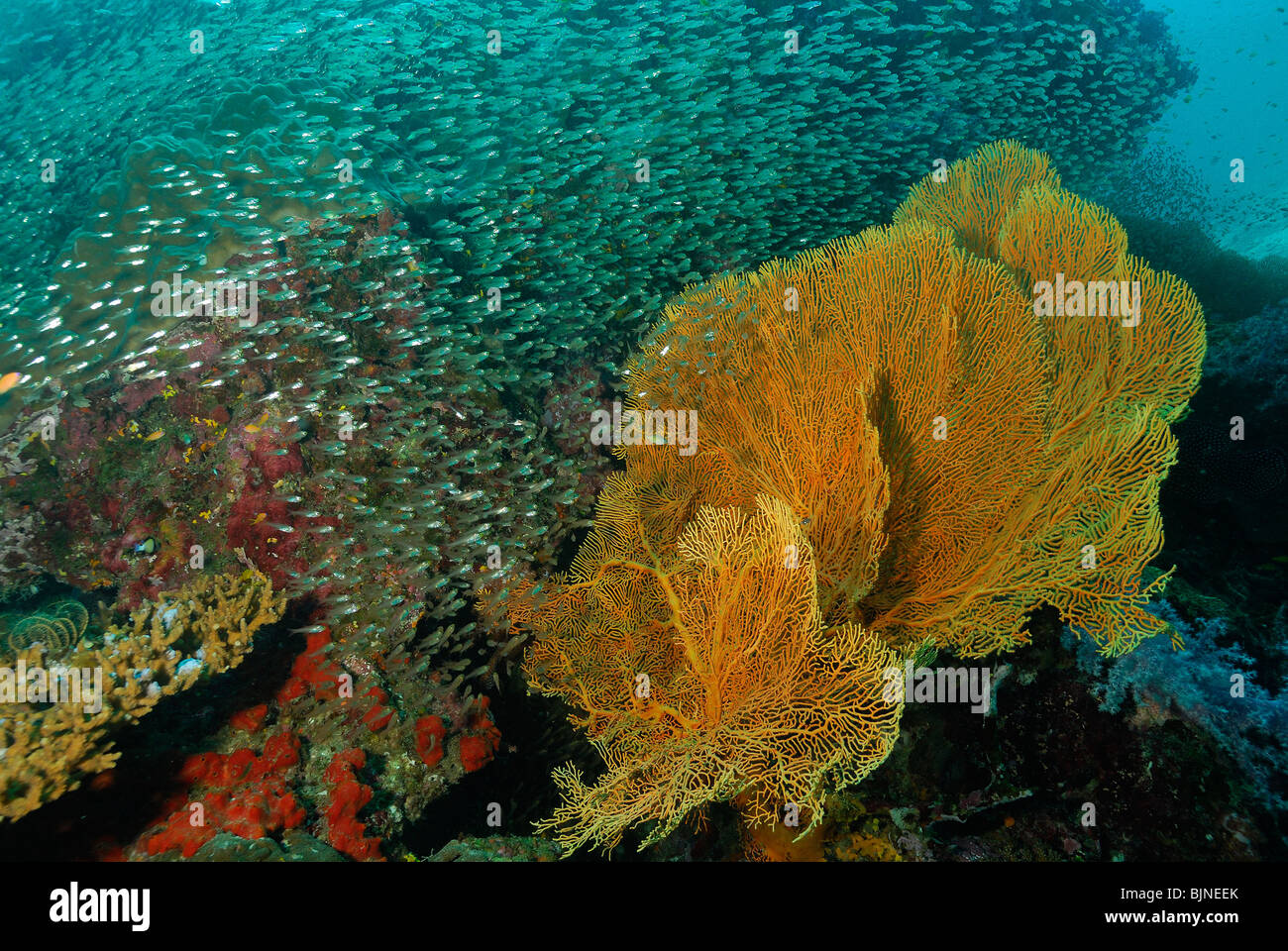 School of glassfish in the Similan Islands, Andaman Sea Stock Photo - Alamy
