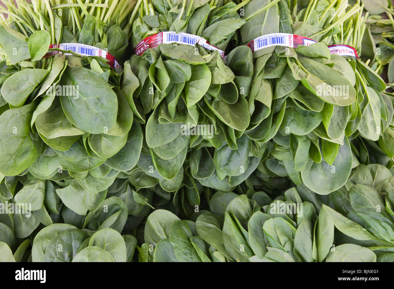 Spinach 'Spinacia oleracea' bundled, field pack Stock Photo - Alamy