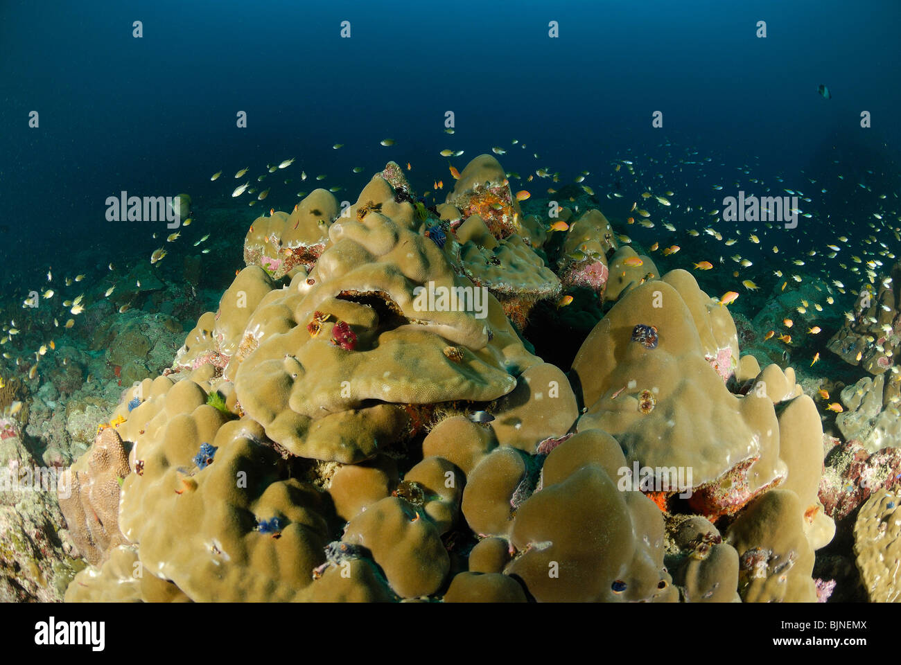 Christmas tree worms on a coral reef hi-res stock photography and ...