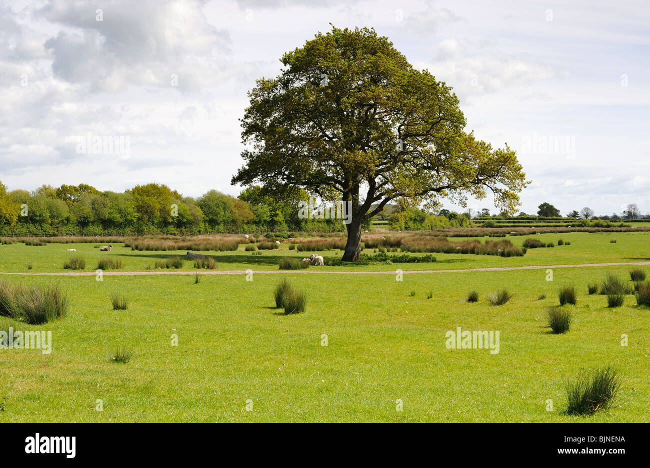 Axbridge cheddar village hi-res stock photography and images - Alamy