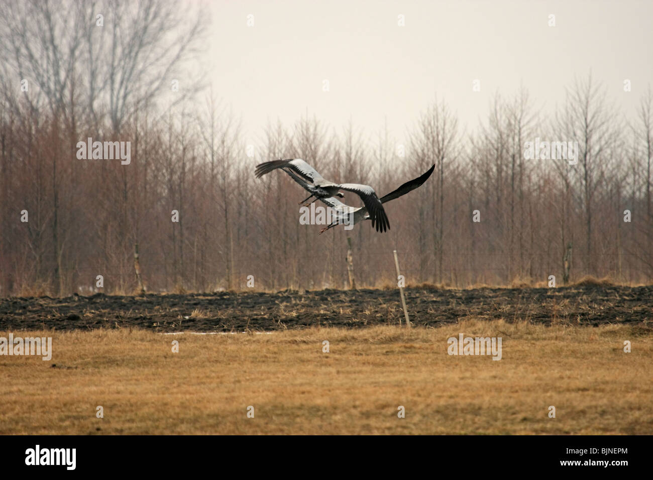 Swamp crane fly hi-res stock photography and images - Alamy
