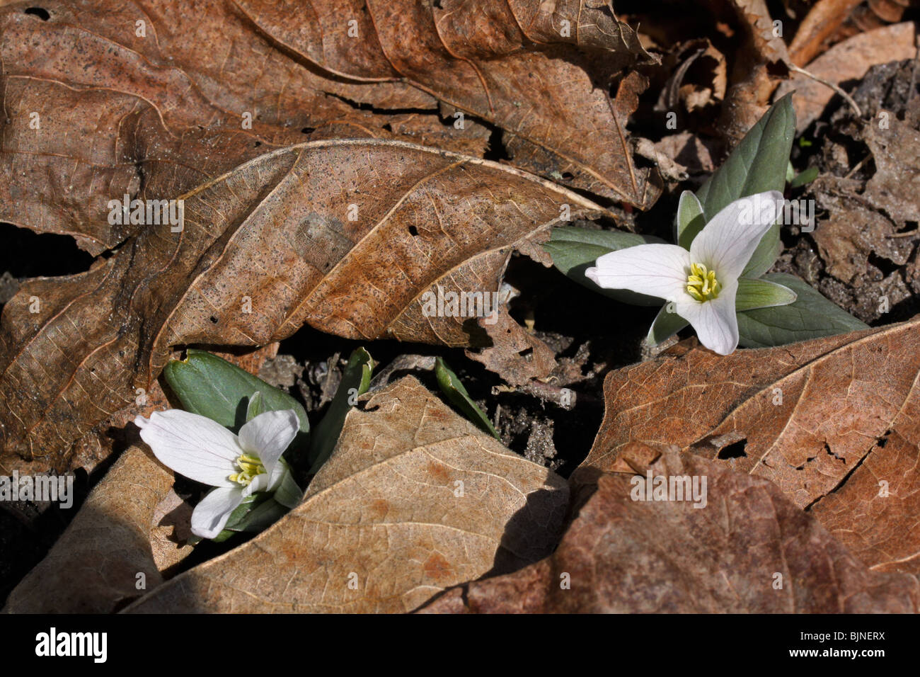 Dwarf or Snow Trillium Trillium nivale River Flats S Michigan USA Stock ...