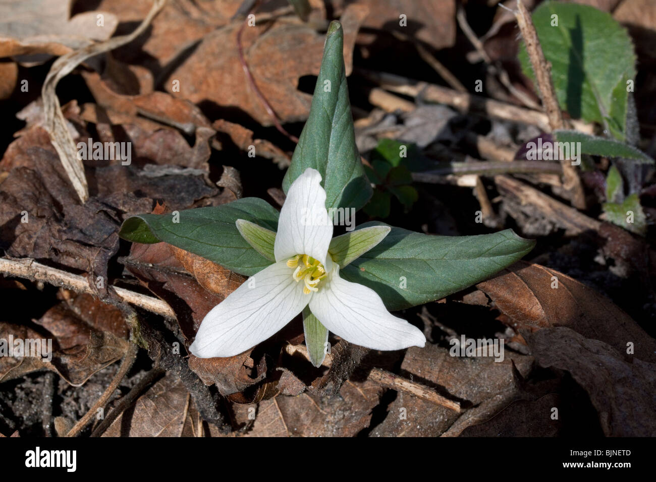 Dwarf or Snow Trillium Trillium nivale River Flats S Michigan USA Stock ...