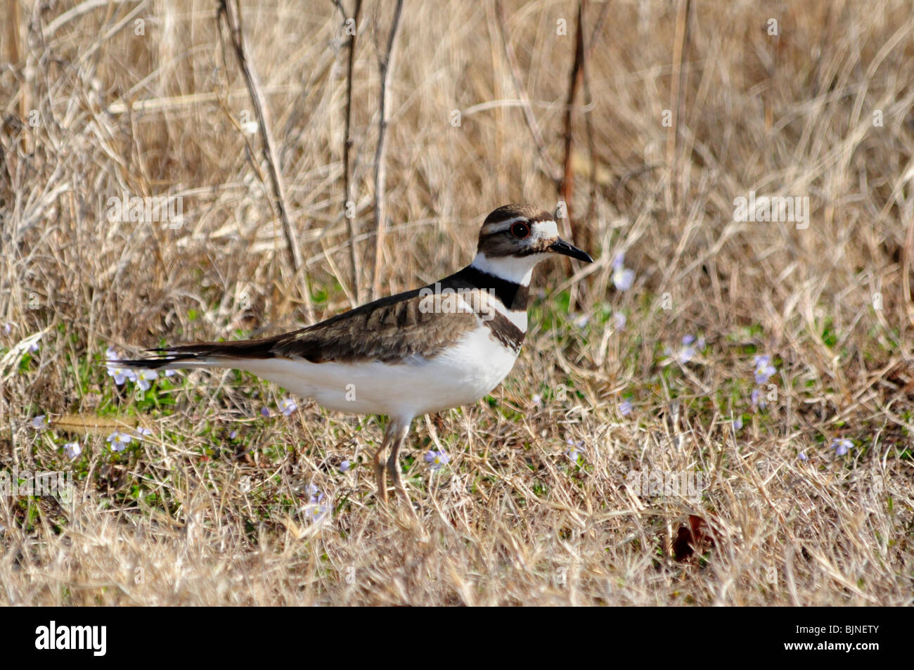 Kildeer plover hi-res stock photography and images - Alamy