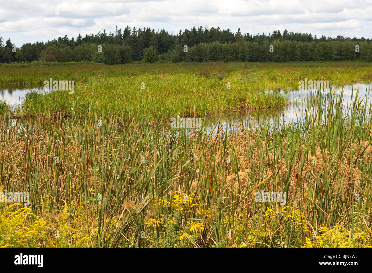 Wildflowers and a lake at the Amherst Point Bird Sanctuary, Nova Scotia ...