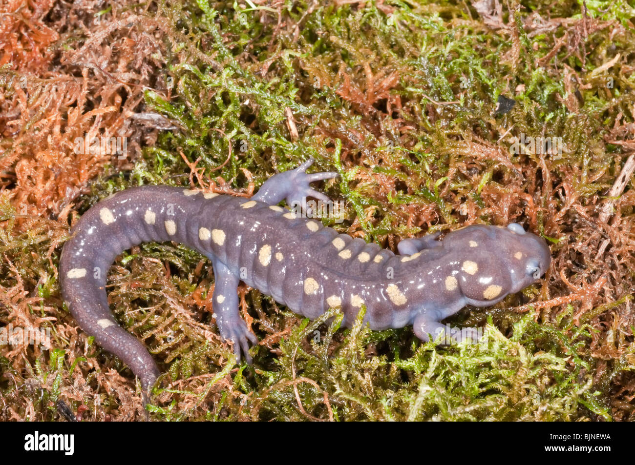 Spotted salamander, Ambystoma maculatum, USA Stock Photo - Alamy