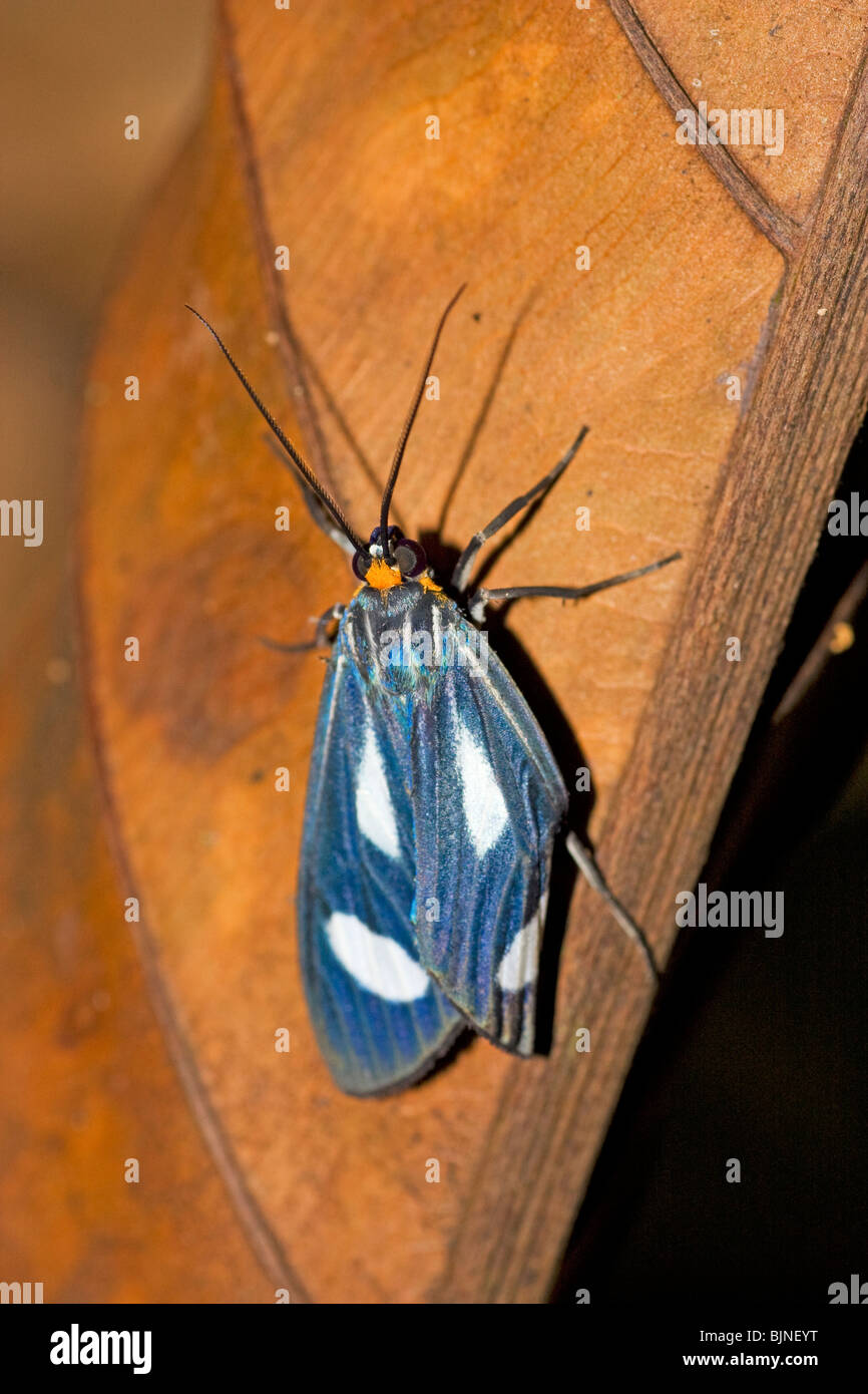 Tropical Moth High Resolution Stock Photography and Images - Alamy