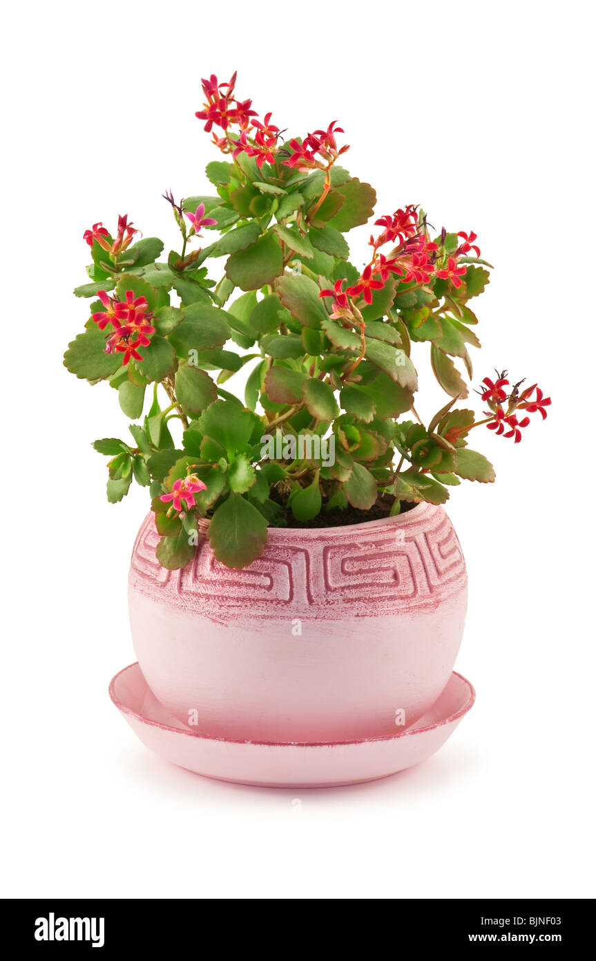 Flower in pot houseplant hi-res stock photography and images - Alamy