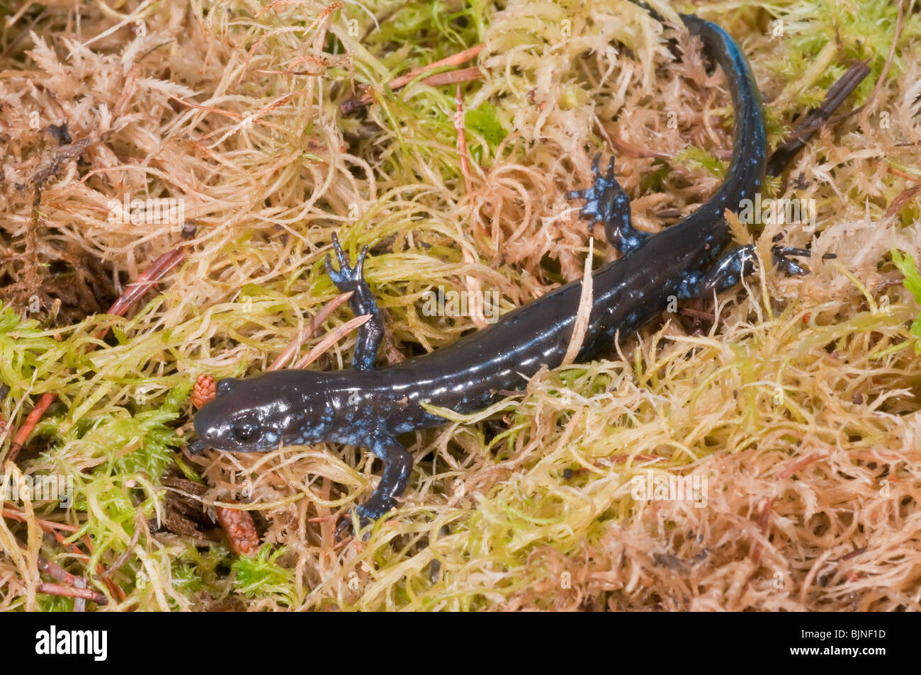 The Blue-spotted salamander, Ambystoma laterale, native to the Great ...