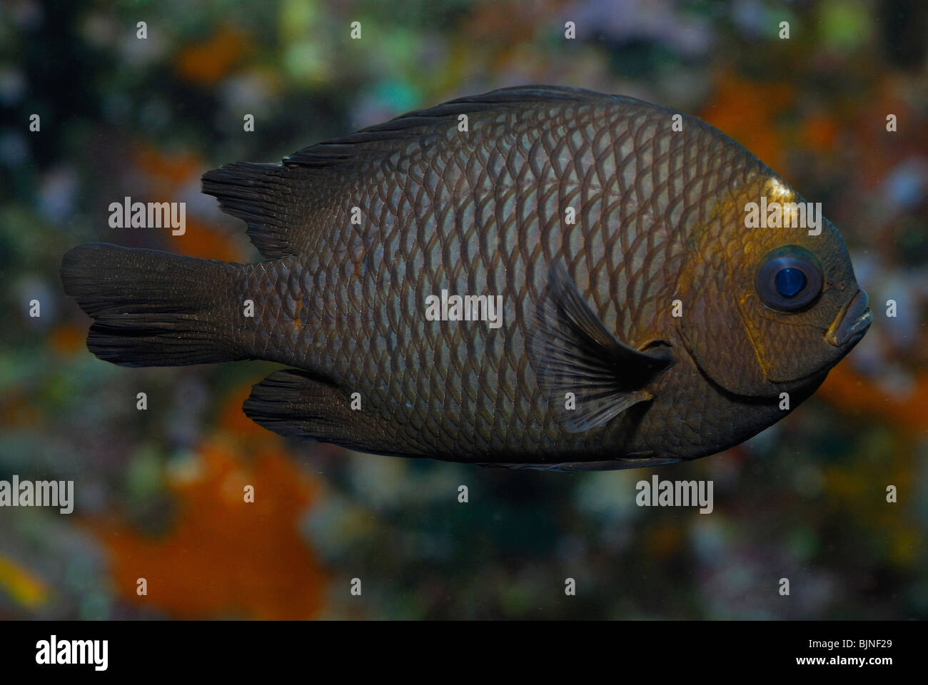 Damselfish hi-res stock photography and images - Alamy
