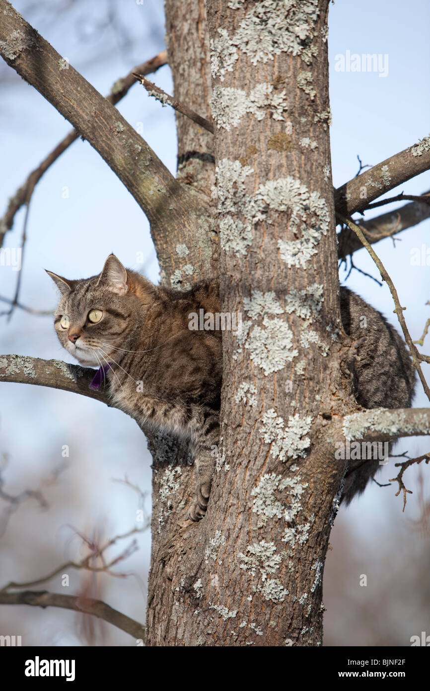 Cat looking for birds hi-res stock photography and images - Alamy
