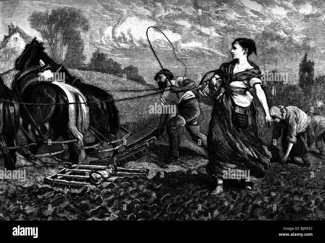 Harrowing field animal High Resolution Stock Photography and Images - Alamy