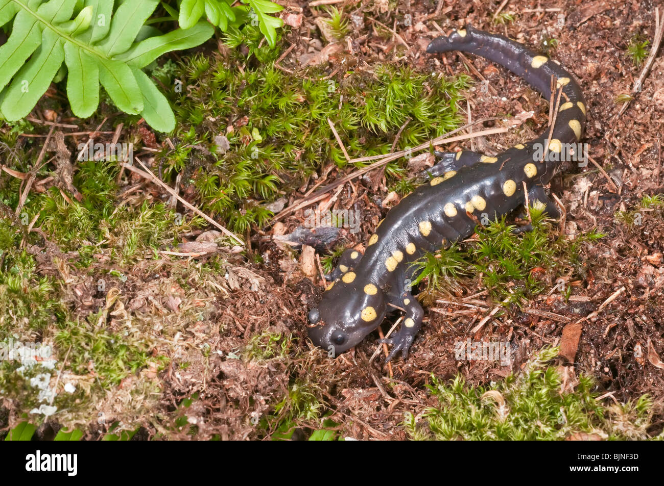 Spotted salamander, Ambystoma maculatum, USA Stock Photo - Alamy