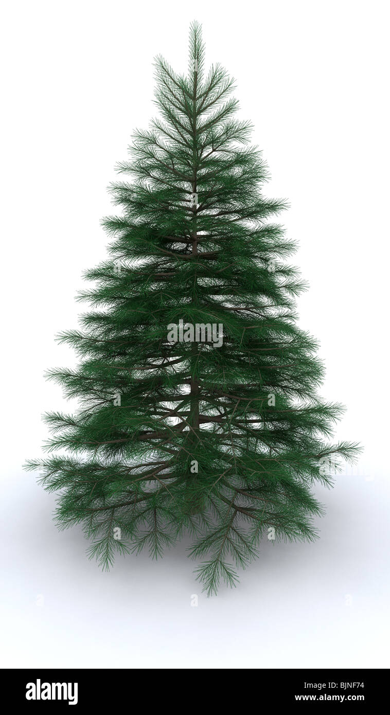 Green christmas fir tree Cut Out Stock Images & Pictures - Alamy