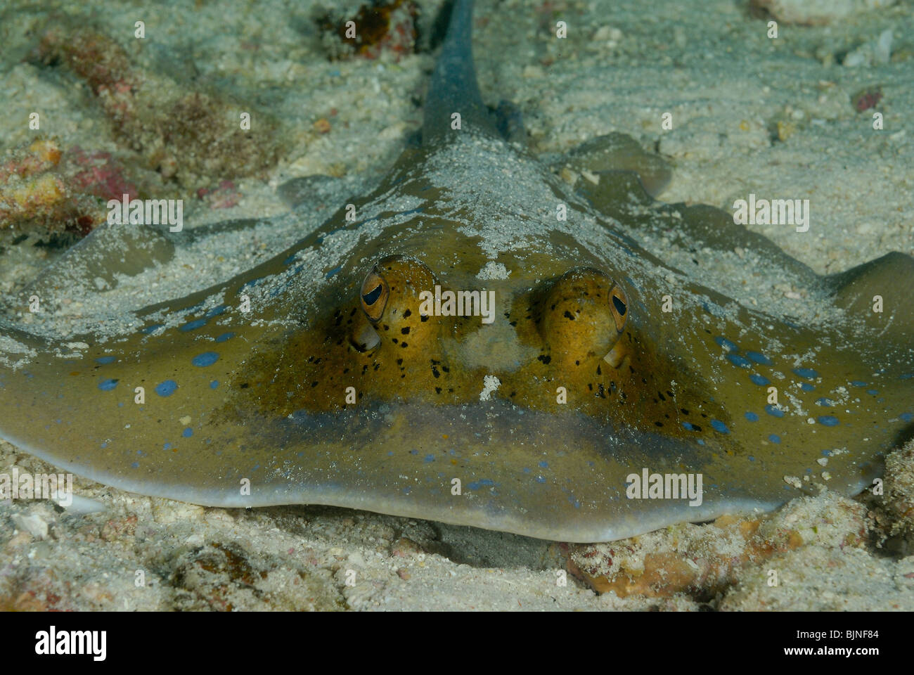 Blue spotted ray in the Similan Islands, Andaman Sea Stock Photo - Alamy