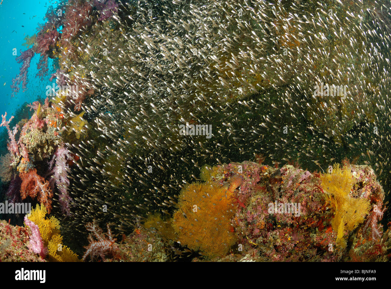School of glassfish in the Similan Islands, Andaman Sea Stock Photo - Alamy
