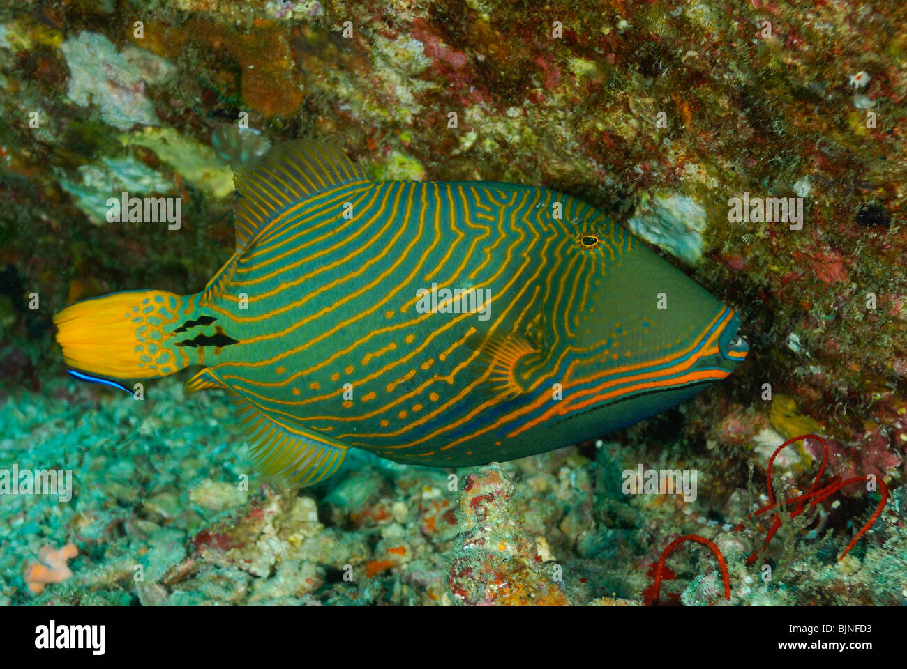Orange lined triggerfish balistapus undulatus hi-res stock photography ...