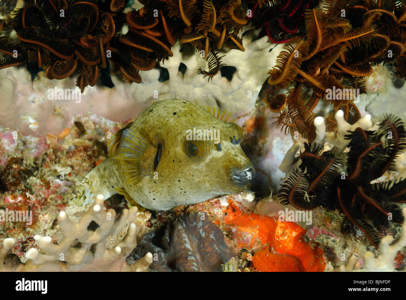Puffer fish in the Similan Islands, Andaman Sea Stock Photo - Alamy