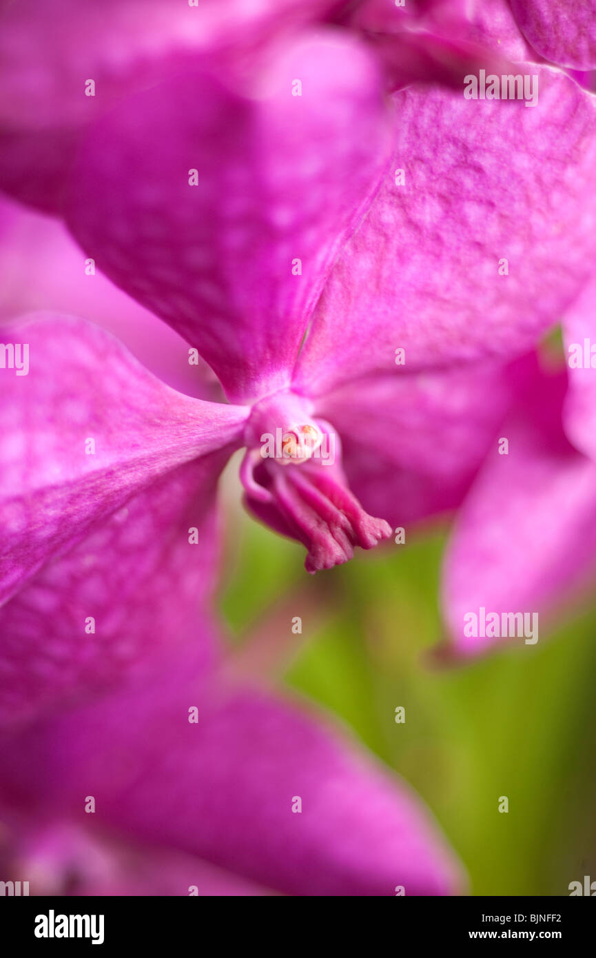 Orchid flower closeup Stock Photo - Alamy