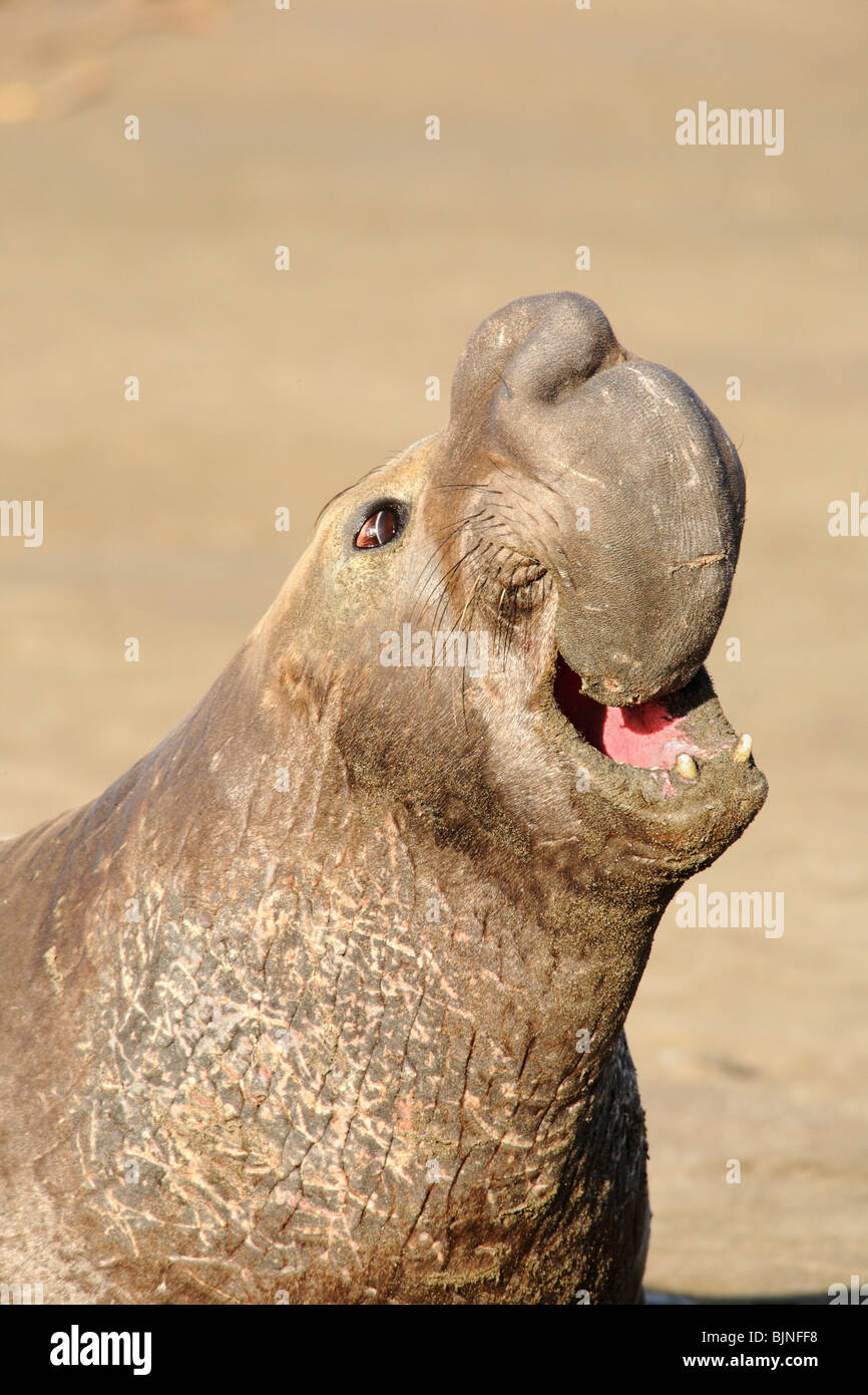 Bellowing bull hi-res stock photography and images - Alamy