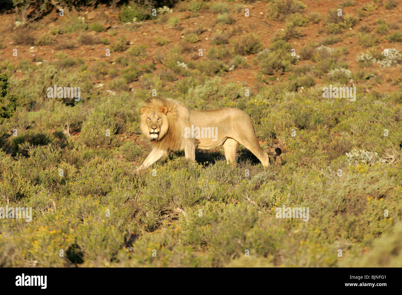 A lone Male Lion at dusk, South Africa Stock Photo - Alamy