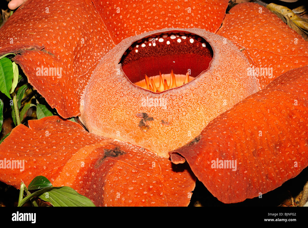 Rafflesia kerrii flower in Khao Sok National Park, Thailand Stock Photo ...